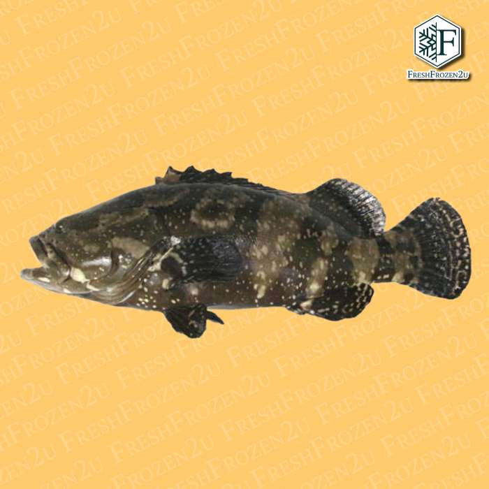 FreshFrozen2U - Your Online Seafood Shop